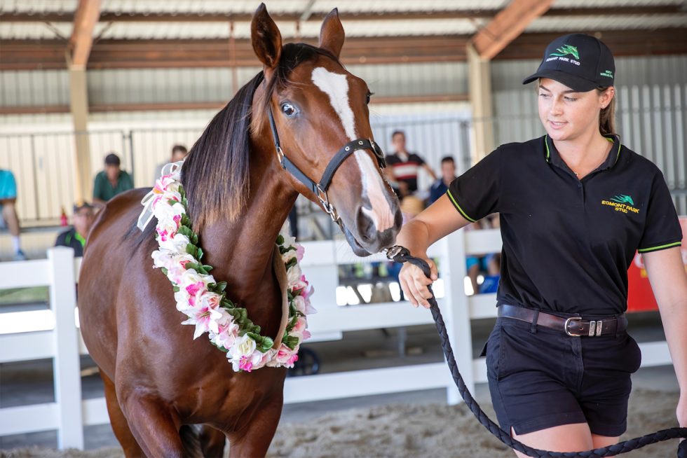 Home - Redcliffe Harness Racing Club